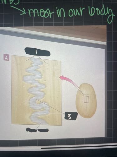 Classifications Of Joints Articulations Flashcards Quizlet