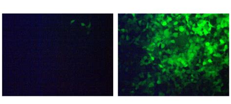 Spike Xbb116 Omicron Variant Sars Cov 2 Pseudotyped Lentivirus