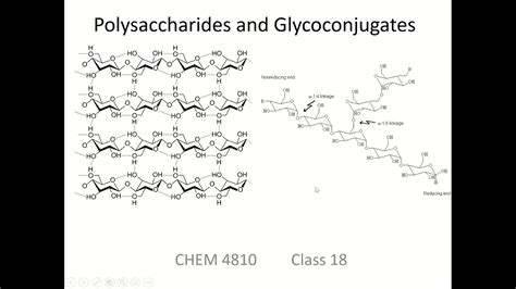 Lecture 6 Polysaccharides Youtube