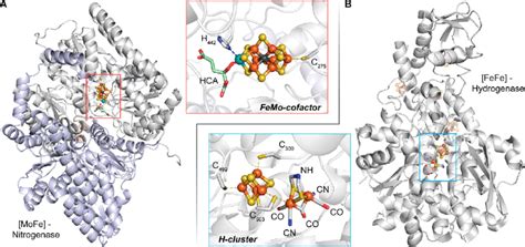 Structures Of The [mofe] Nitrogenase Pdb 6n59 A And The