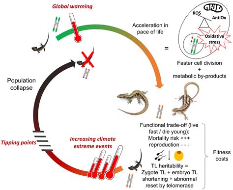 Life Cycle Of A Lizard Diagram