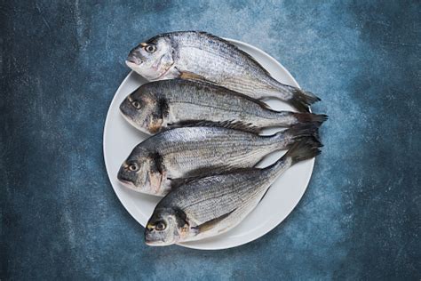 파란 배경에 접시에 네 원시 로얄 도라데 건강한 음식 개념 상단 보기 복사 공간 지중해 해산물 컨셉 4가지 개체에 대한 스톡 사진 및 기타 이미지 Istock