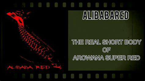 The Rare Short Body Of Arowana Super Red Youtube