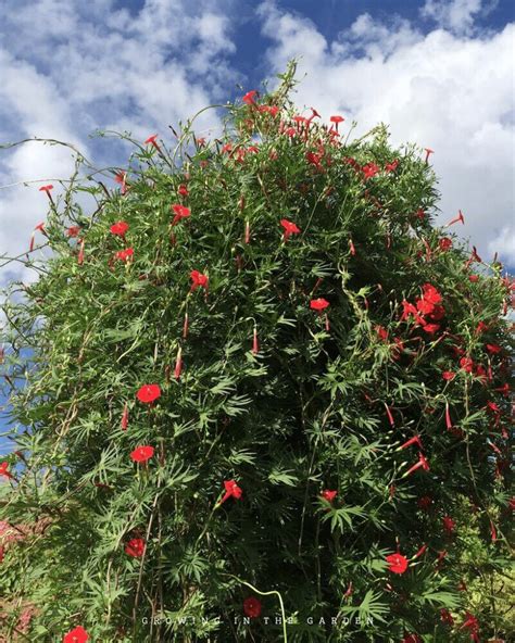 How To Grow Cardinal Climber Vine Growing In The Garden