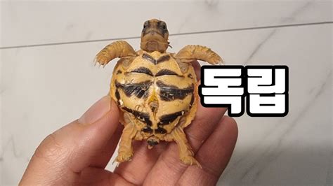 갓 태어난 거북이가 사육장으로 가면 생기는일 Youtube