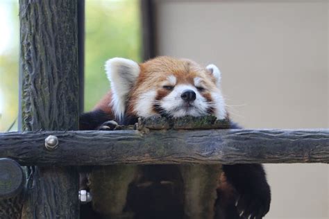 全国動物園の人気ランキングみんなが行ってよかったおすすめは macaroniランキング