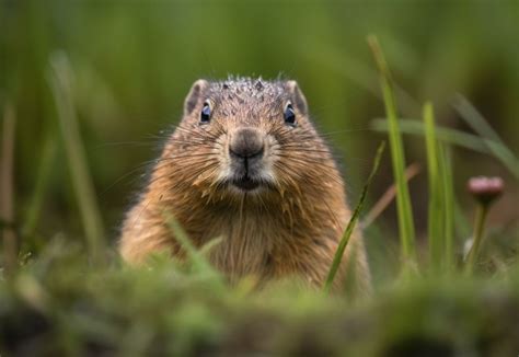 Exploring Gopher Size How Big Can A Gopher Get