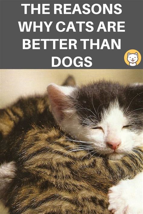Reasons Why Cats Are Better Than Dogs Funny Cats And Dogs Cats