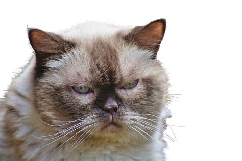 猫 家畜 可爱的 Pixabay上的免费图片 Pixabay