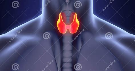 What Is Thyroid Anatomy Blood Supply Embyology Muscle Supply