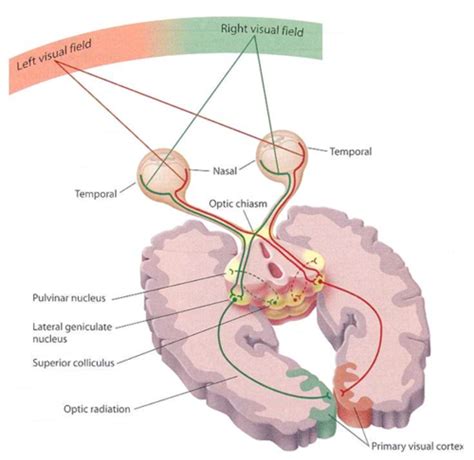 primary visual cortex flashcards quizlet