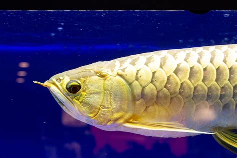 Premium Photo Golden Arowana Fish In Aquarium Tank