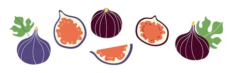 추상 벡터 무화과의 집합입니다 간단한 무화과 주스 스무디 또는 건강 식품을 위한 유기농 과일 인테리어 포스터 배너를 위한 과일 수집 디자인 벡터 건강한 생활방식에 대한 스톡