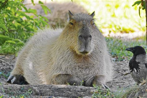20 Fun And Interesting Facts About Capybaras Discover Walks Blog