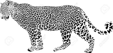 Leopard Black And White Vector Illustration Royalty Free Cliparts