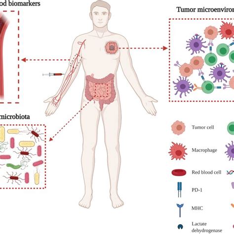 Illustration Of Possible Factors To Predict Hyperprogression Under