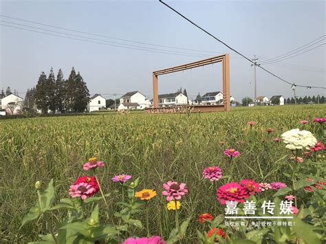 【共富路上话丰收】我县不断打造乡村产业新业态