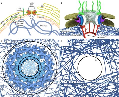 Nuclear Lamina And Nuclear Matrix
