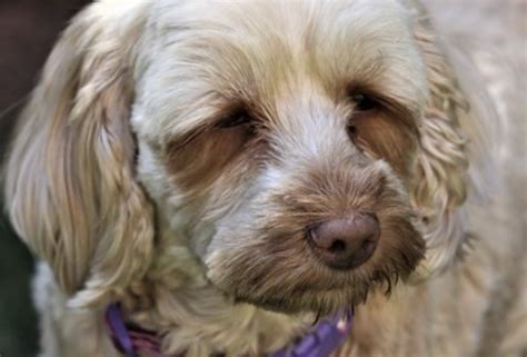 Who Should Consider Getting A Cockapoo