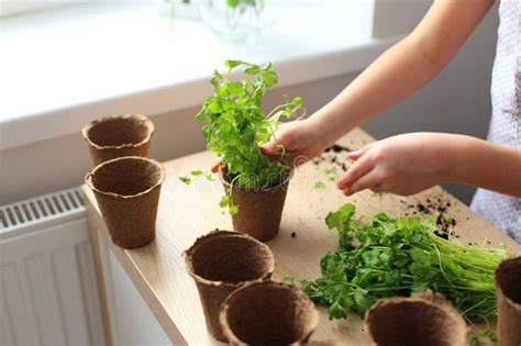 Preparing Seedlings For Planting In The Ground Stock Image Image Of