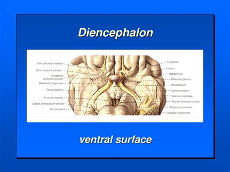 Ppt Diencephalon Powerpoint Presentation Free Download Id618312
