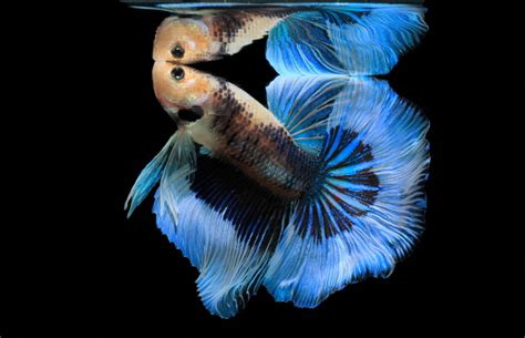 샴 싸우는 물고기 싸움 블루 물고기 Betta Splendens Betta 물고기 Betta 하프 감금 상태에 대한 스톡 사진