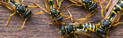 Wasp Control Bee Safe Bee Removal