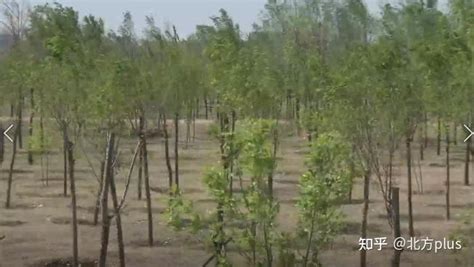 呼和浩特大青山前坡变美了！ 知乎