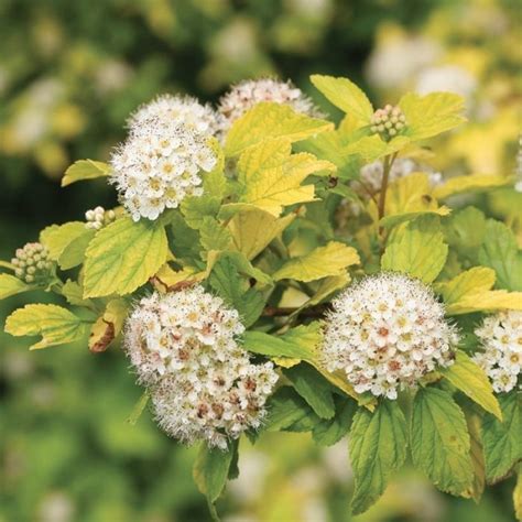 Tortuga® Juniper My Proven Winners Colorchoices