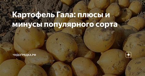 Картофель Гала: плюсы и минусы популярного сорта | Чудогрядка.рф | Дзен