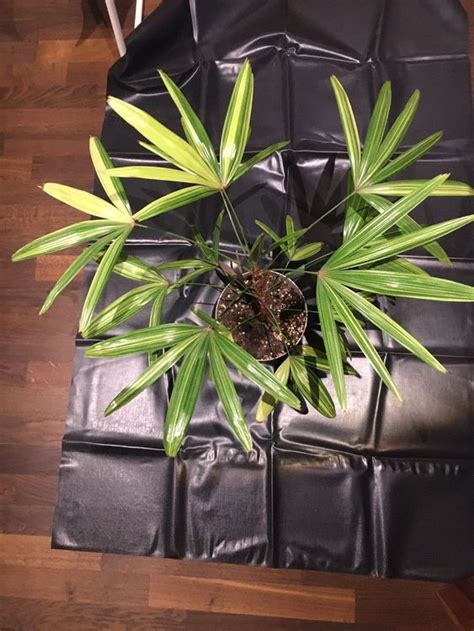 Rhapis Excelsa Variegata Kaufen Auf Ricardo