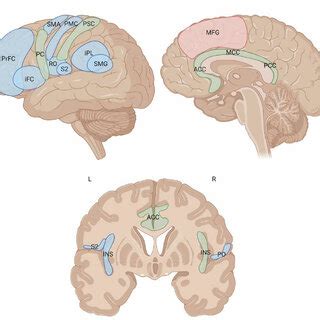 Brain Regions Activated In Cardioception Blue Palpitations Red And