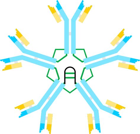 Difference Between Igg And Igm Definition Structure Function In The