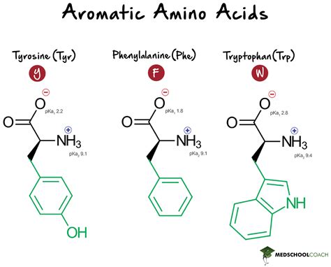 Acidic Amino Acids