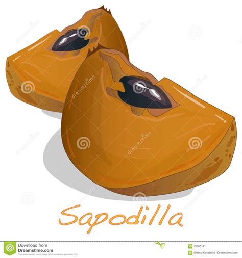 Sapodilla Fruit Vector 70958183