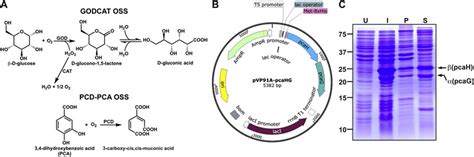 Recombinant Expression Of P Putida Pcd In E Coli A Plasmid Map Of