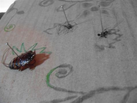 Insectario