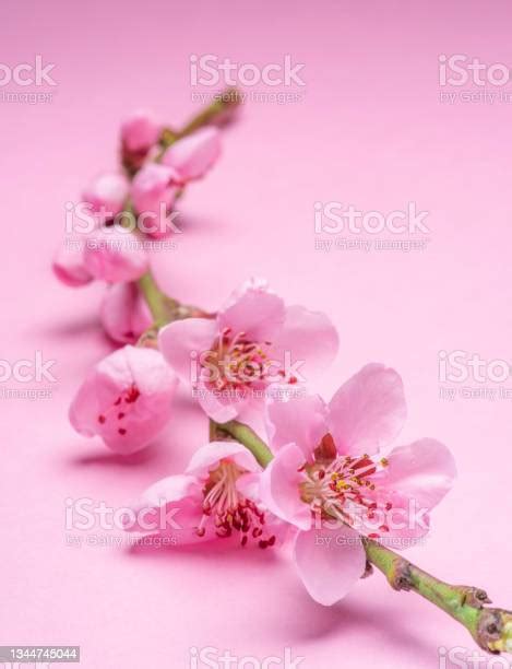 분홍색 배경에 복숭아 가지를 개화 삶의 시작과 자연의 각성의 상징 0명에 대한 스톡 사진 및 기타 이미지 0명 개화기 겹