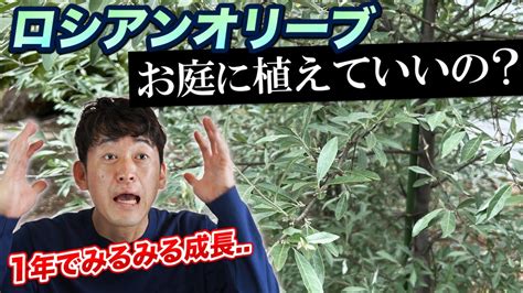 【極上のシルバーリーフ】ロシアンオリーブをお庭に植える唯一の方法はコレです。 Youtube