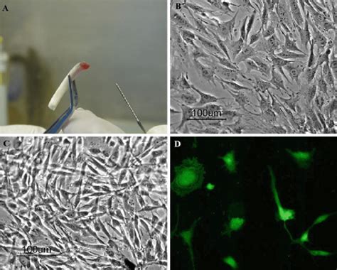 1 Isolation And Characterization Of Rabbit Dental Pulp Stem Cells