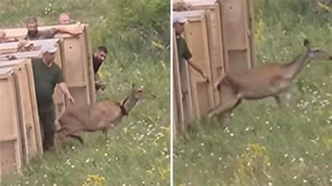 ვიდეო თბილისის ზოოპარკმა 7 კეთილშობილი ირემი ალგეთის ეროვნულ პარკში გაუშვა ნახეთ რა ვიდეო