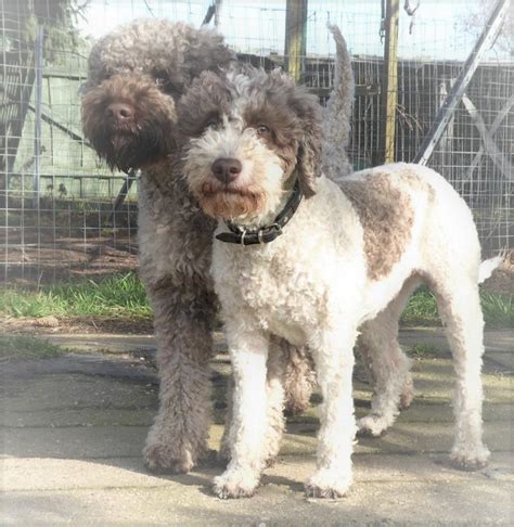 Lagotto Romagnolo Italienische Wasserhunde Trüffelhunde Canaletto
