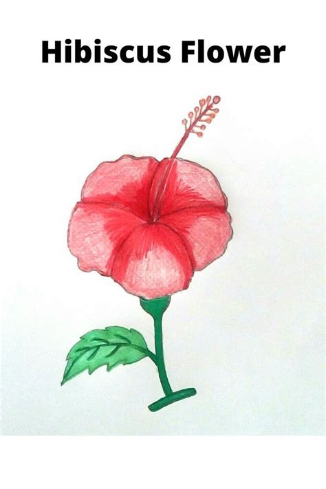 Draw A Hibiscus Flower 🌺 China Rose Drawing Easy জবা ফুল আঁকা