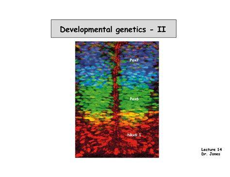 14 Developmental Genetics Ii W21 Developmental Genetics Ii Lecture