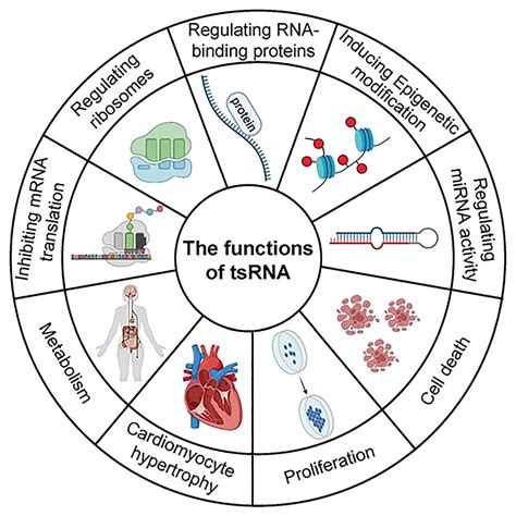 The Function Of Trna Derived Small Rnas In Cardiovascular Diseases Molecular Therapy Nucleic Acids