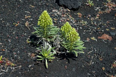 Aeonium Vestitum Succulent Plant Stock Image Image Of Teneguia Vestitum 34881857