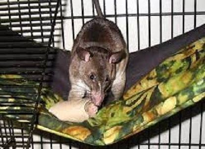 SCORES OUTDOORS Rats Terribly Misunderstood Creatures The Town
