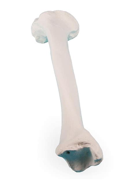 Tibia Bone Model 3051 Lower Leg Limb Anatomical Model Tibia Anatomy