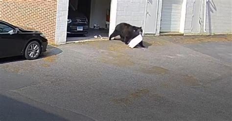 Мечка влегла во пекара ги исплашила вработените и изела 60 колачи Кајгана