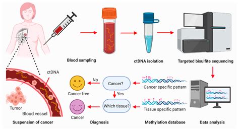 Method Of Detection Breast Cancer At Eric Mullins Blog